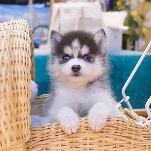 Miniature Pomsky Puppies for Sale in South Africa | Kenny Teacup Kennel