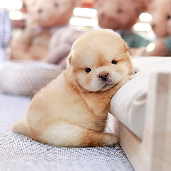 Miniature puppies for sale in South Africa - Kenny Teacup Kennel