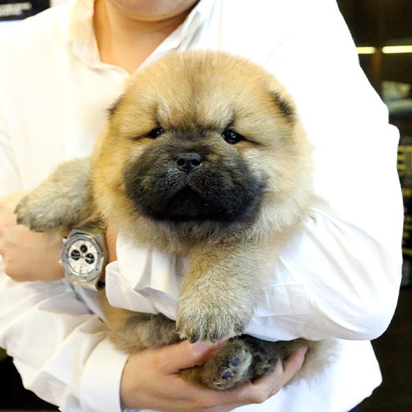 Miniature Chow Chow Puppies for Sale in South Africa | Kenny Teacup Kennel
