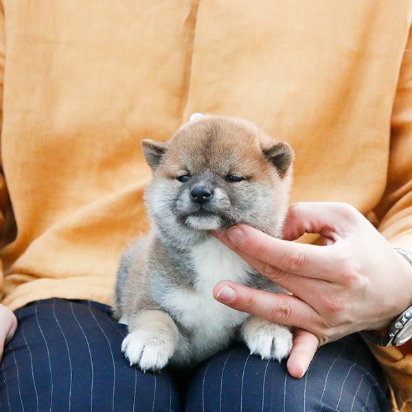 Miniature Shiba Inu Puppies for Sale in South Africa | Kenny Teacup Kennel