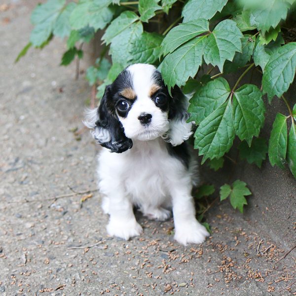 Miniature Cocker Spaniel Puppies in South Africa | Kenny Teacup Kennel