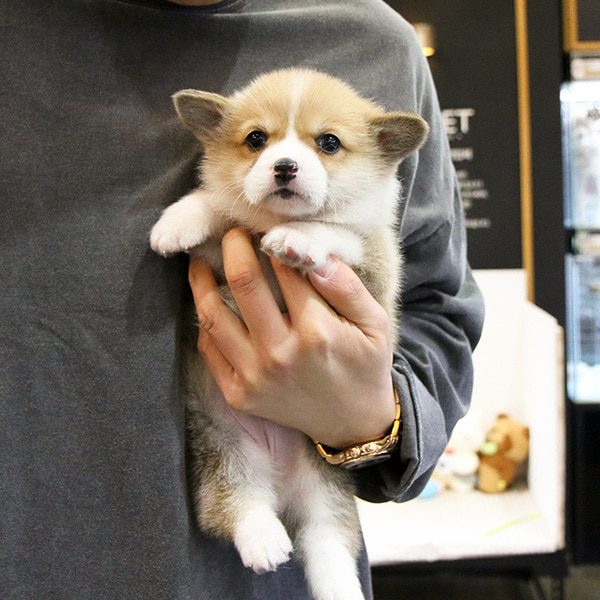 Miniature Welsh Corgi Puppies in South Africa | Kenny Teacup Kennel