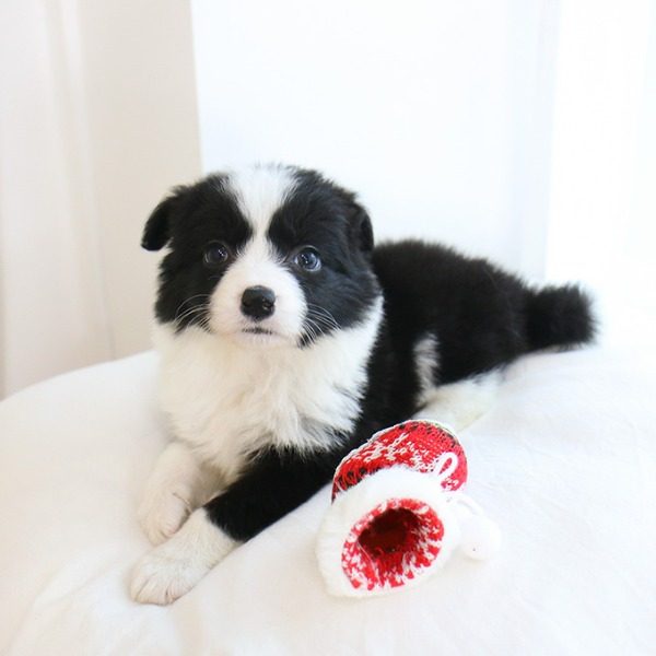 Miniature Border Collie Puppies in South Africa | Kenny Teacup Kennel